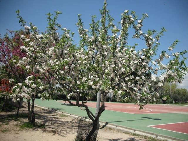 huertodelmanjon: Foto del manzano en flor